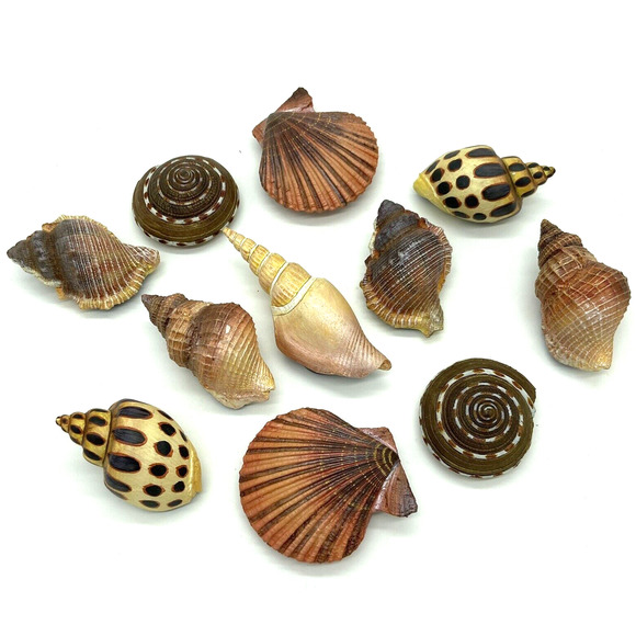 Unbranded | Other | Sea Shells Magnets Set Of 1 Nautical Beach Theme ...